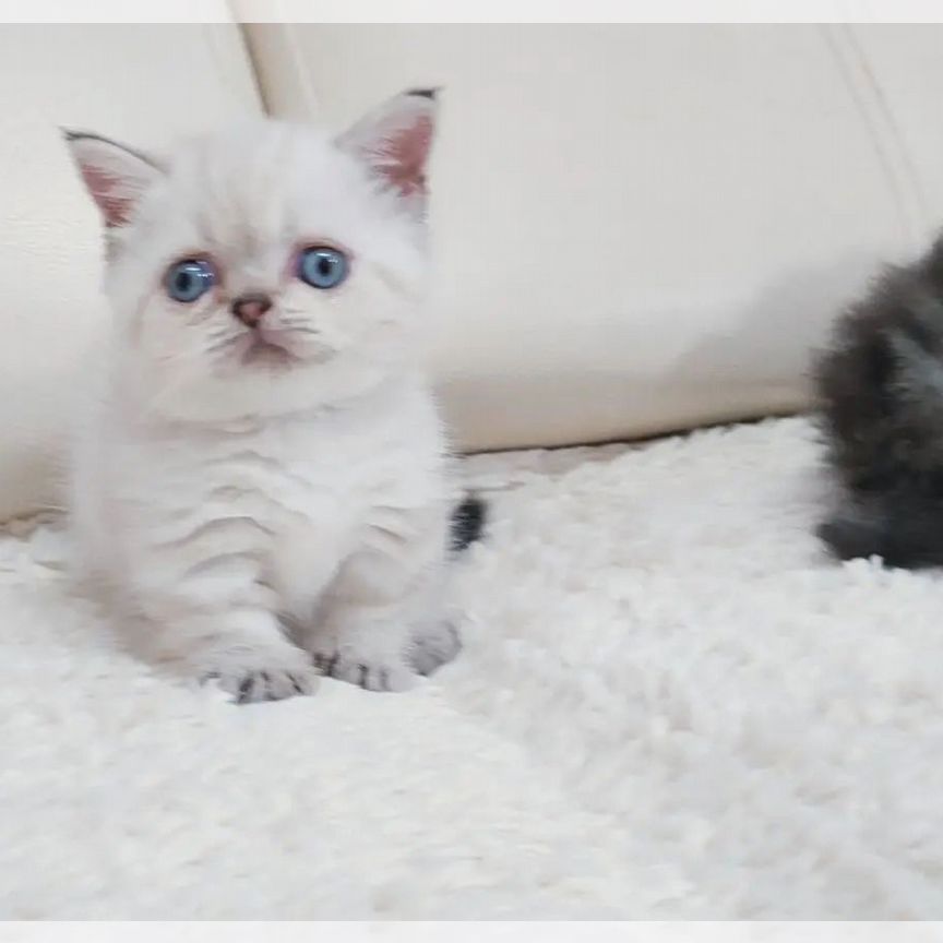 Манчкин котёнок