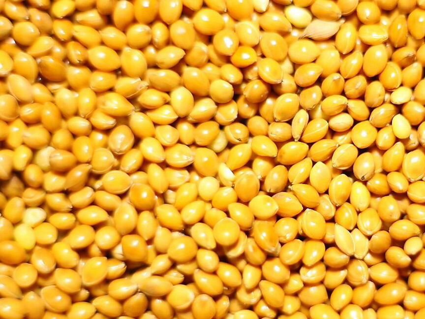 Просо желтое