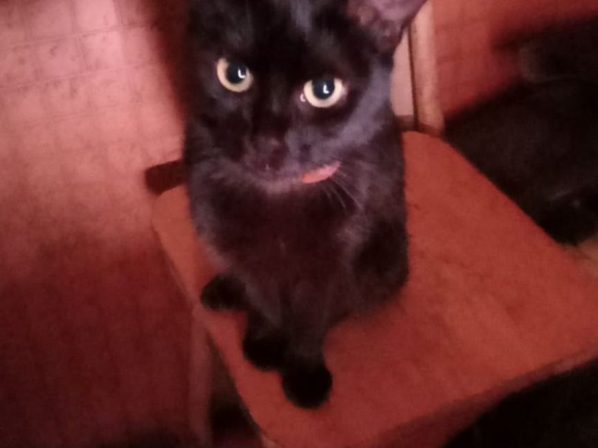 Кошка