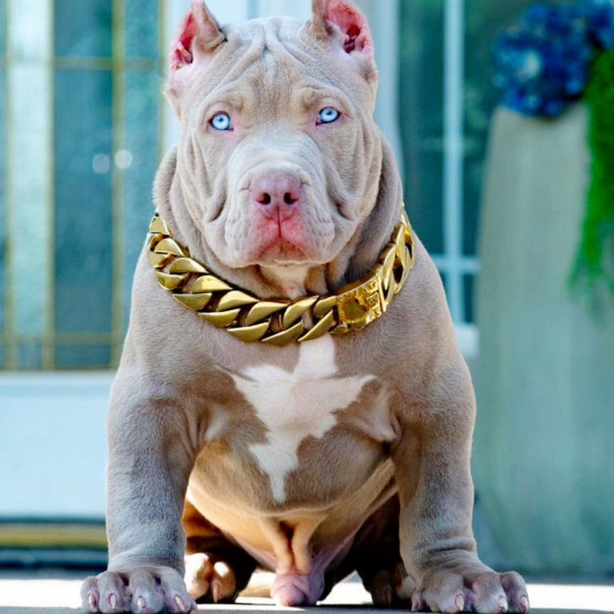 Американский булли, щенок