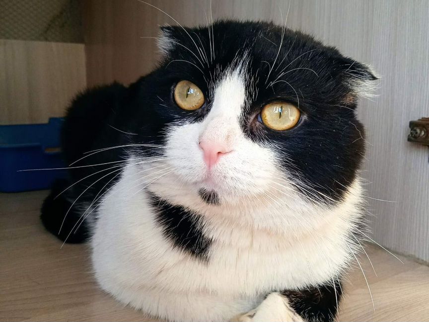 Вислоухий котейка в самом расцвете сил ищет дом