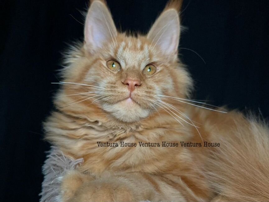 Великолепная Нарния