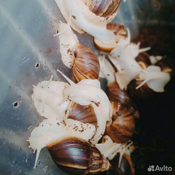 Улитки ахатины