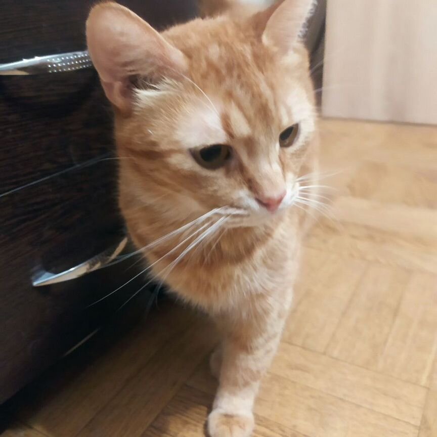 Возьмите котика