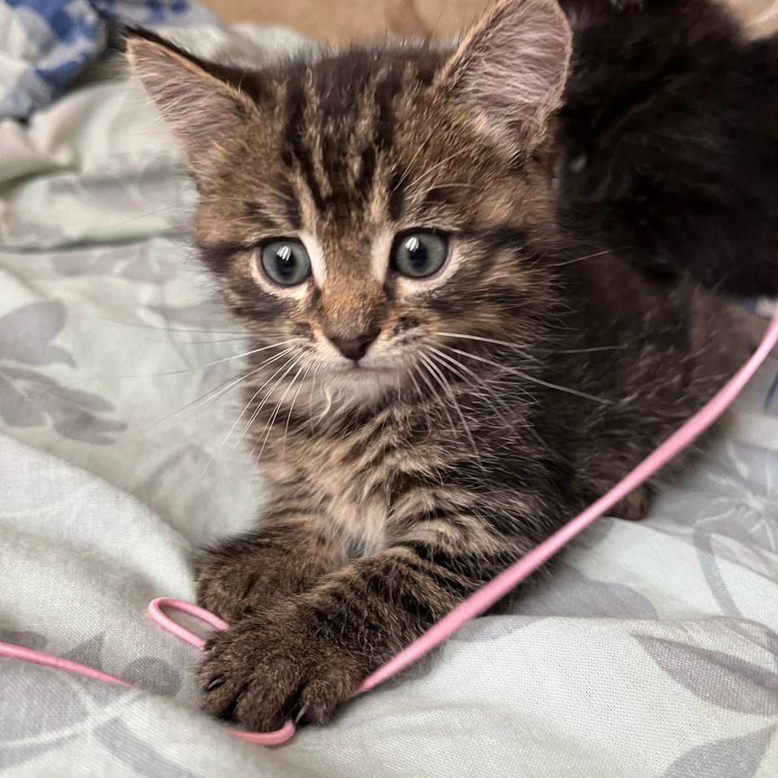 Озорные котята ищут дом