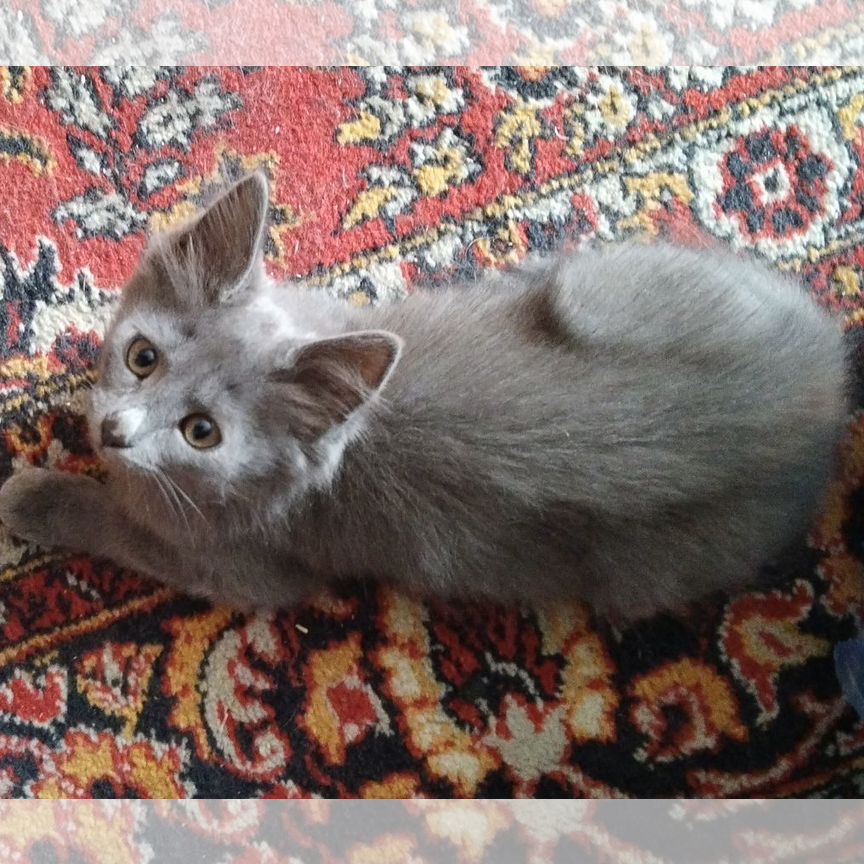 Отдам кота в добрые руки