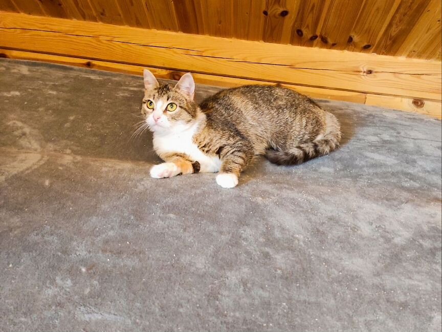Котёнок трёхцветная гладкошерстная девочка