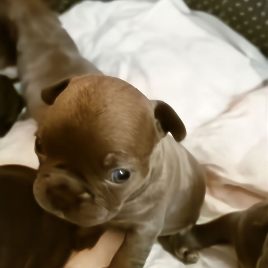 Французский бульдог, щенок
