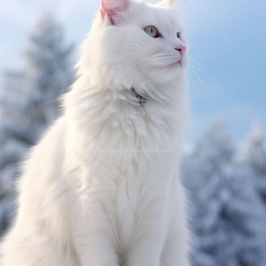 Анатолийский, взрослый кот