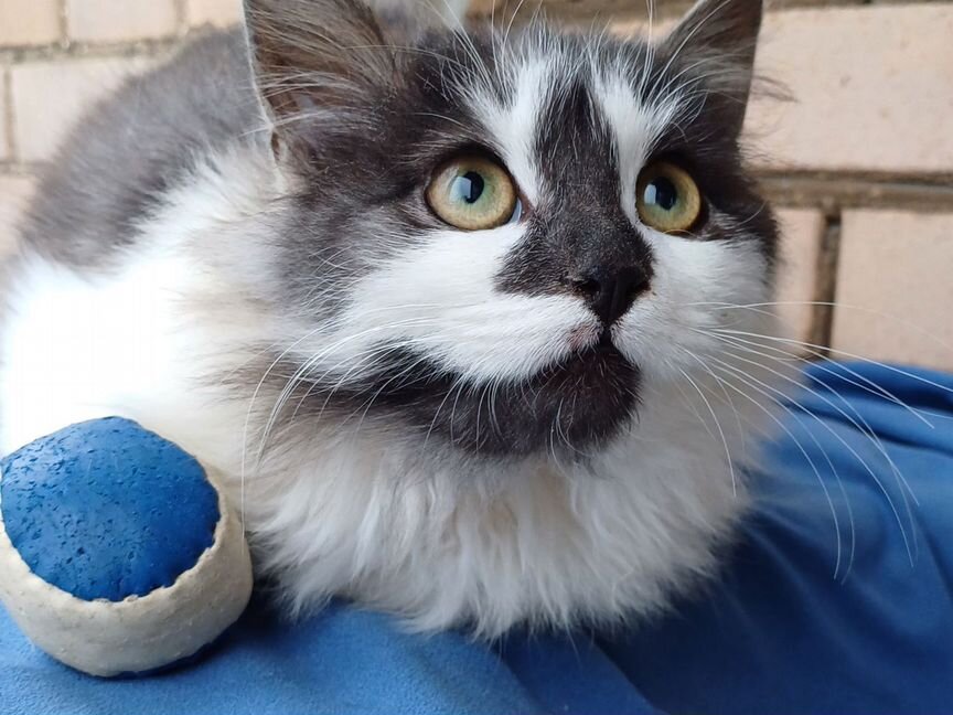 Котёнок Пух