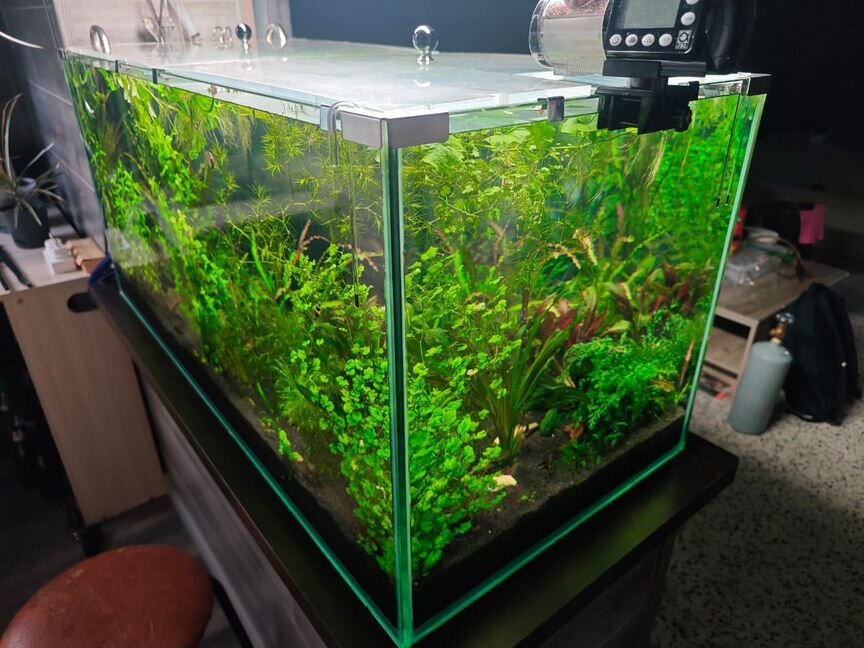 Номерные сомы