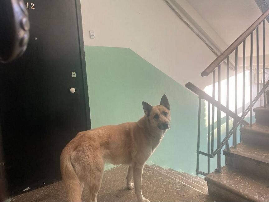Кобель овчарка в подъезде, в беде