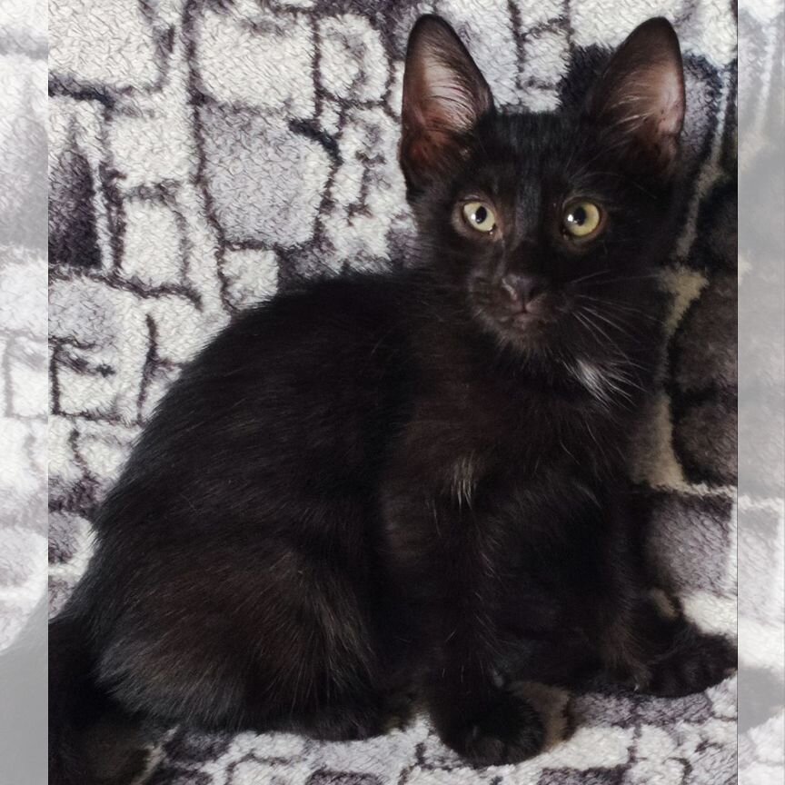 Кот от ловчей кошки
