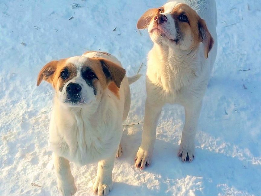 Дружок и Ириска