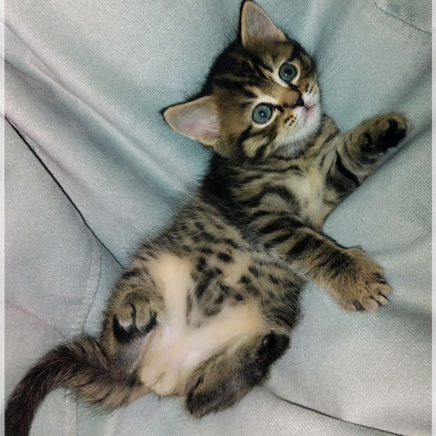 Шотландский прямоухий длинношёрстный котёнок