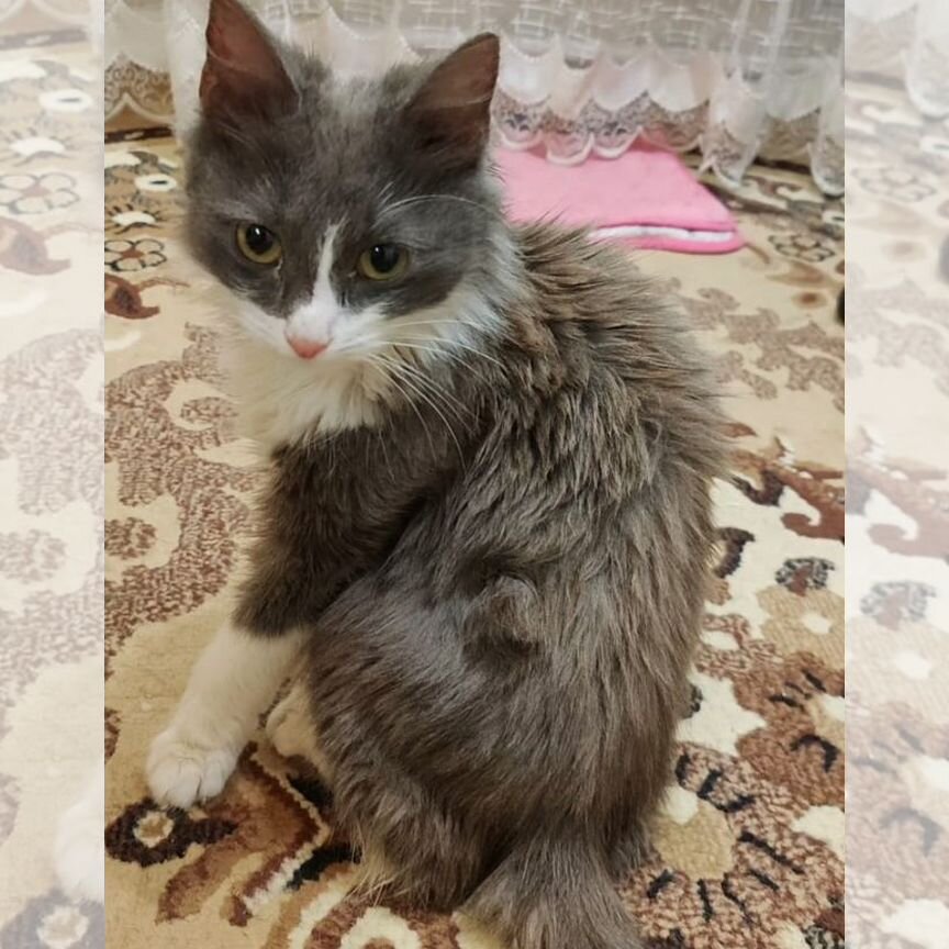 Котёнок Вася