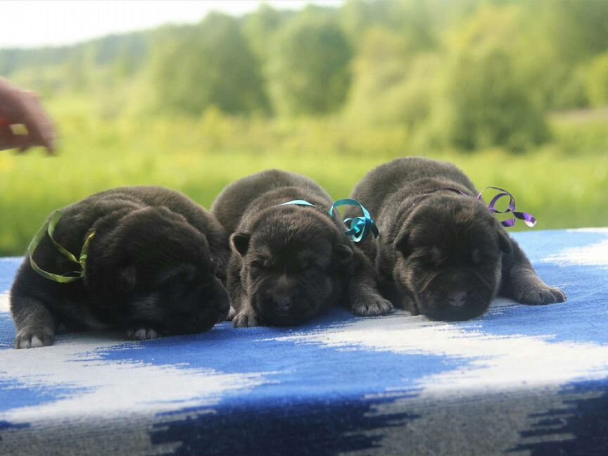 Щенки Восточно Европейской овчарки