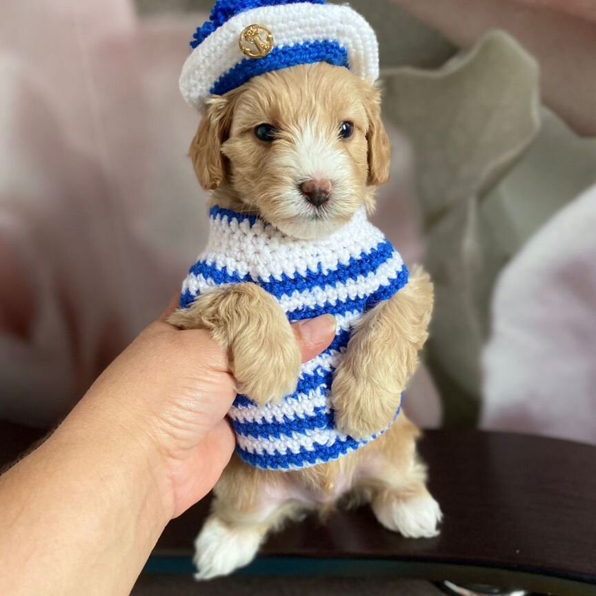 Мальтипу щенок мальчик