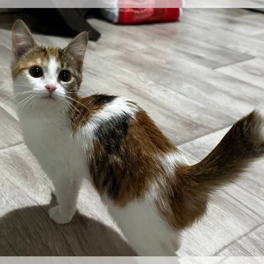 Котёнок в добрые руки