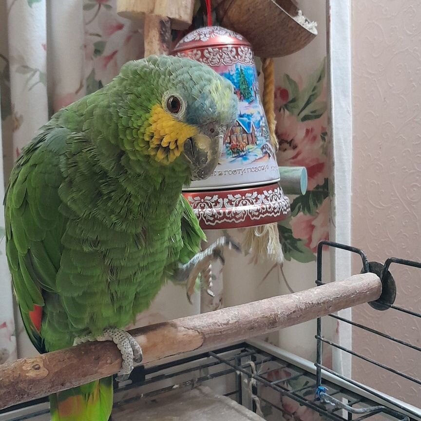 Венесуэльский амазон