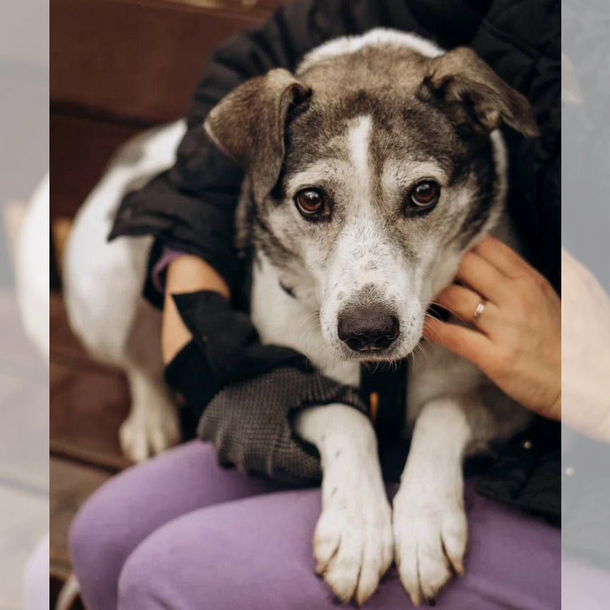 Взрослая собака в добрые руки