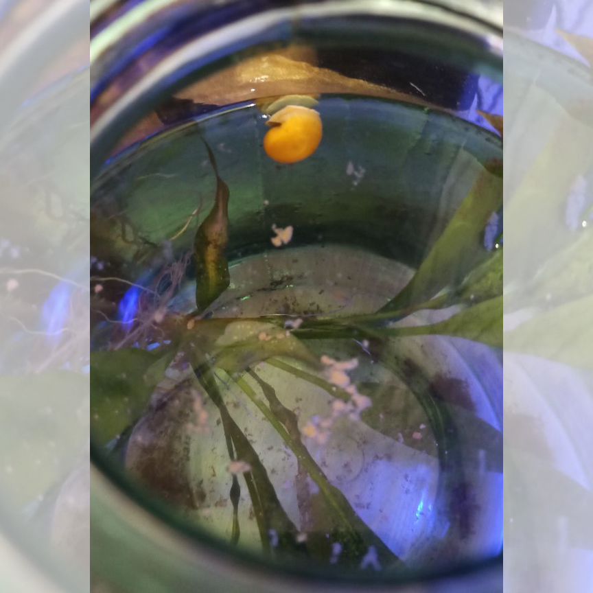 Улитки жёлтые ампулярии