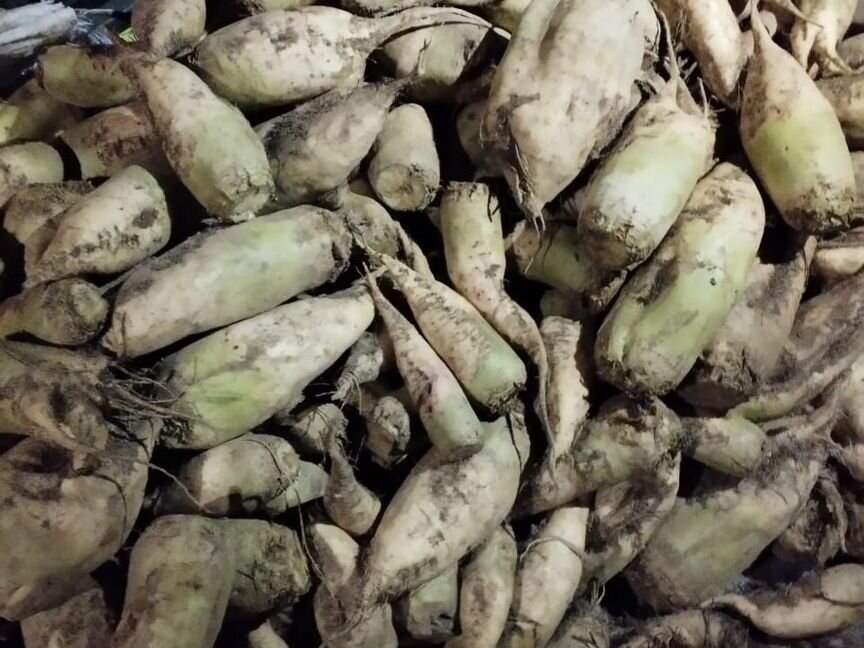 Кормовая сахарная свекла