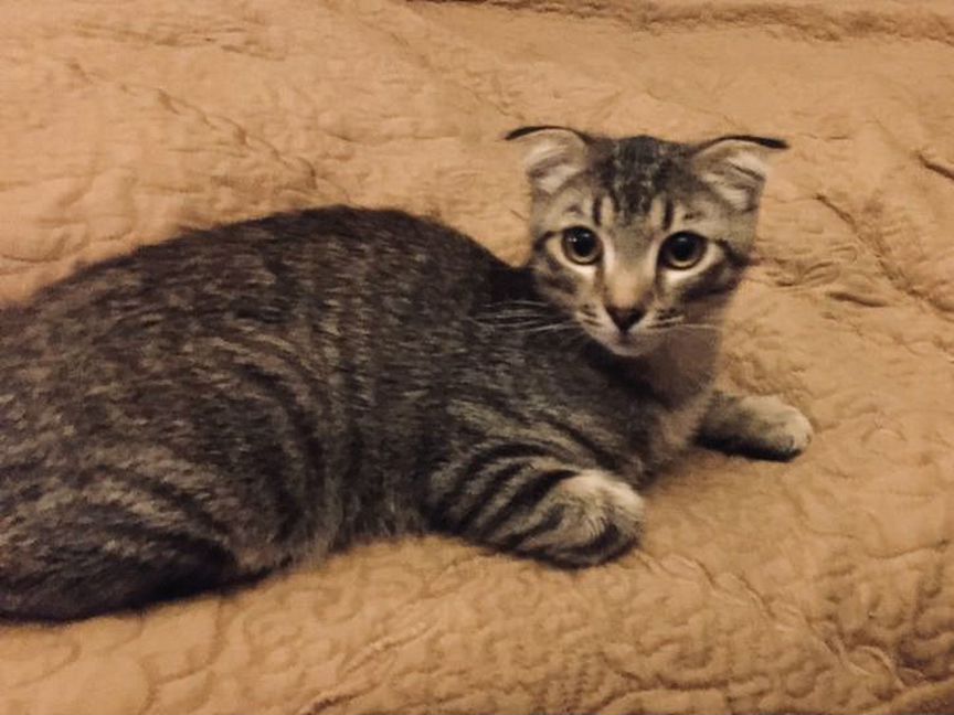 Котенок подросток вислоухий