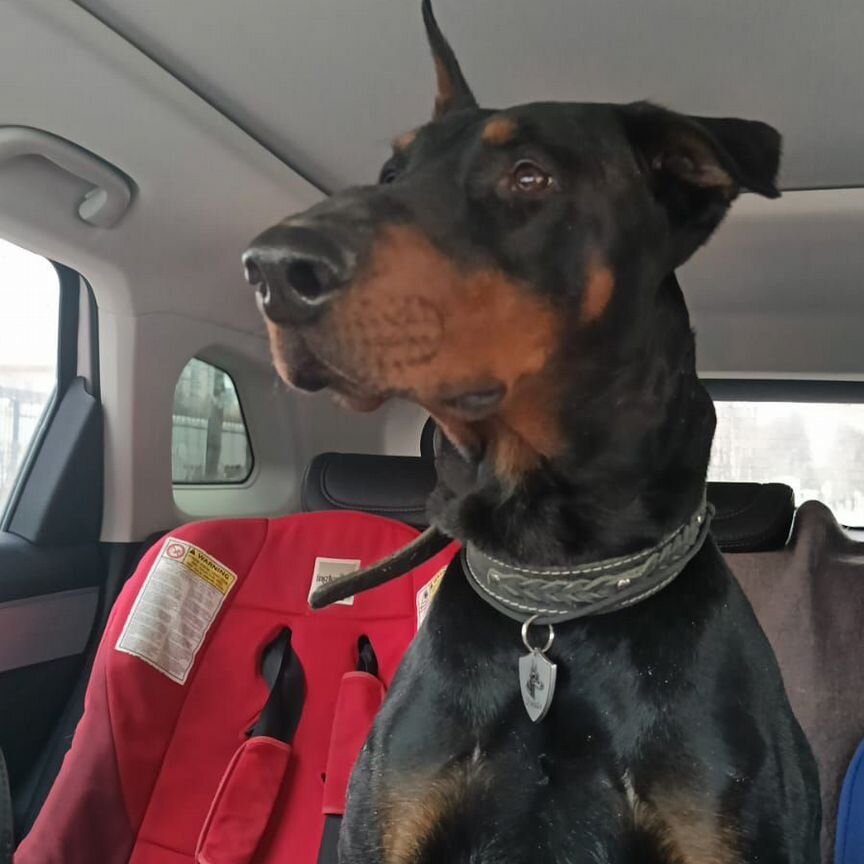 Доберман Джейк в дар