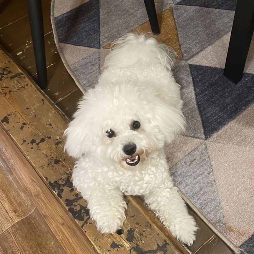 Бишон фризе, взрослый пёс