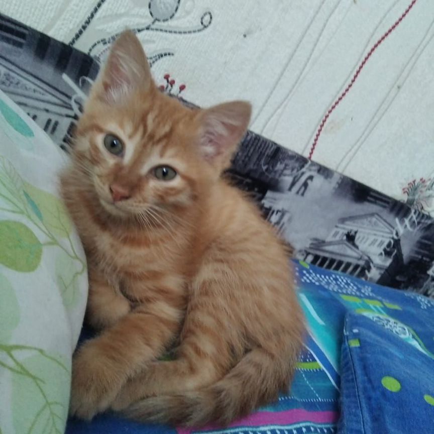 Рыжий котенок, в добрые руки