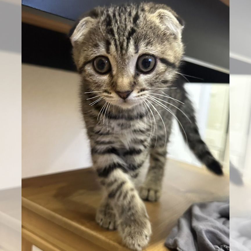 Шотладские вислоухие котята