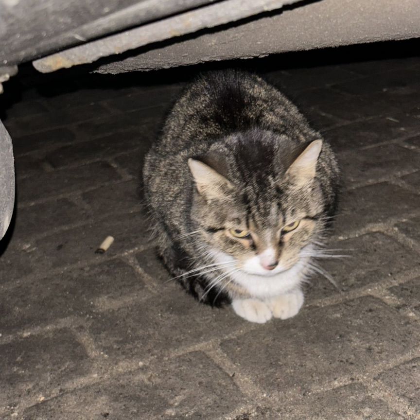 Котики плачут во дворе