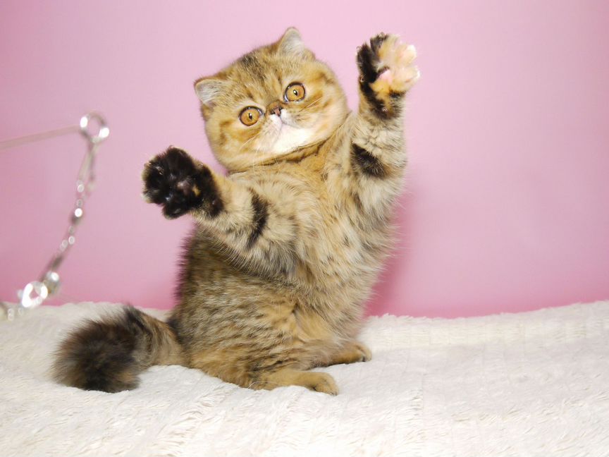 Девочка экзоточка