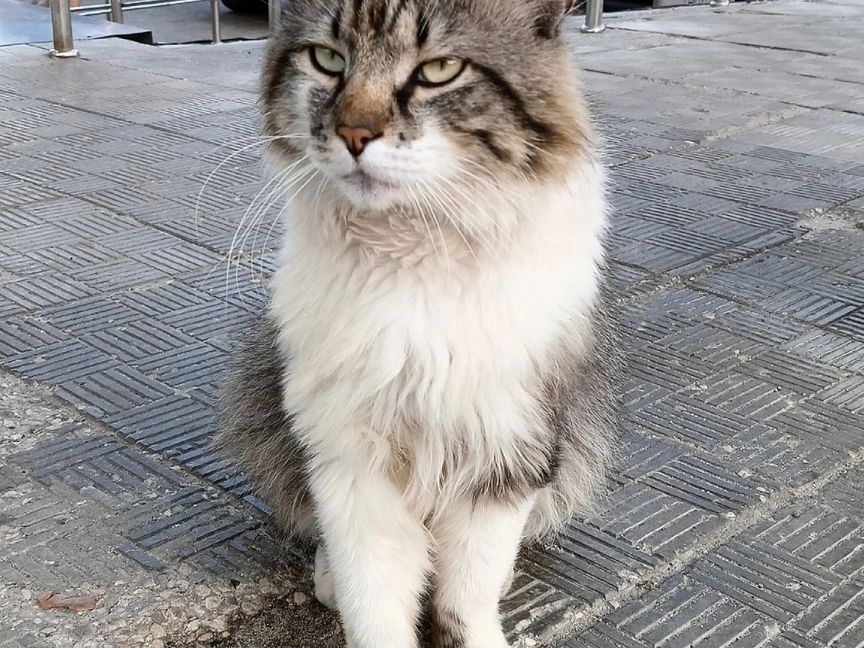 Ласковый красавчик у магазина