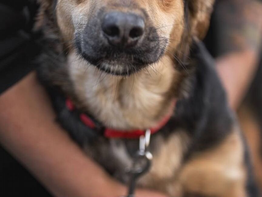 Собачка ищет дом