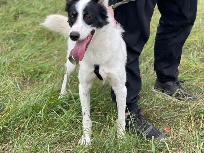 Неутомимый игрун