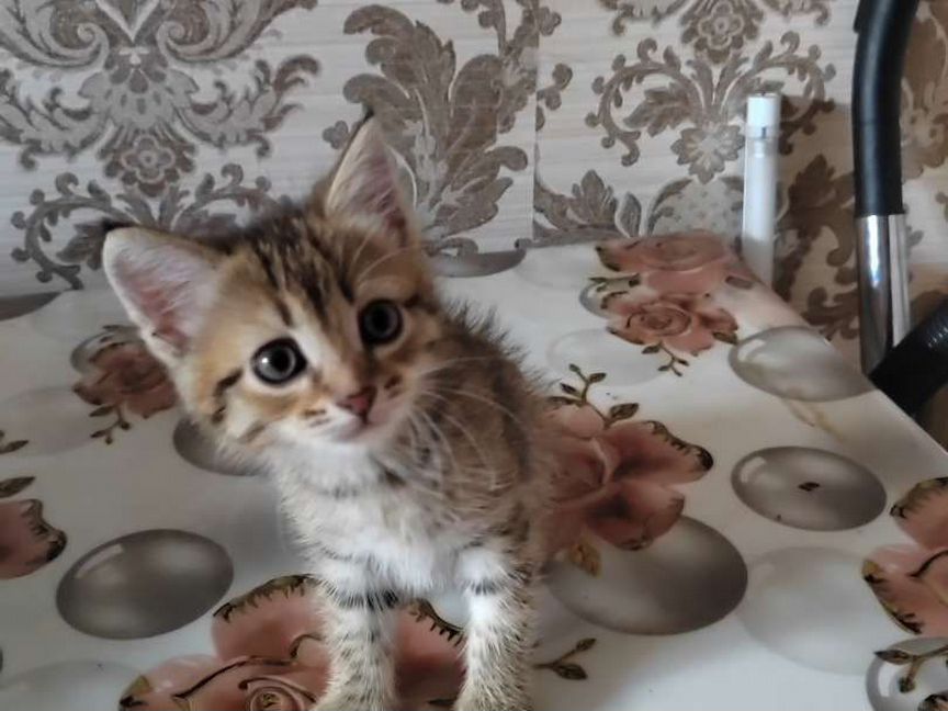 Кошки в добрые руки бесплатно