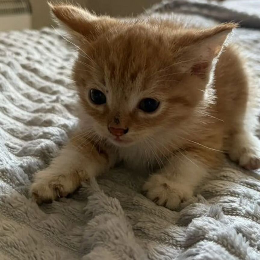 Курильский бобтейл короткошёрстный котёнок