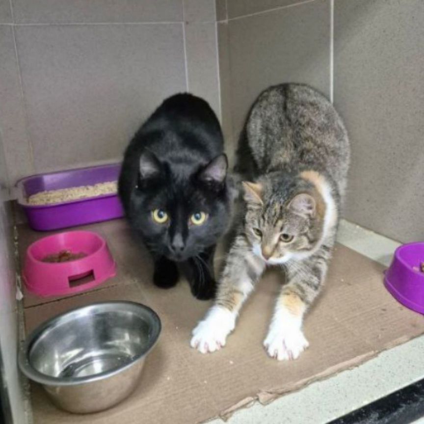 Маленькая котосемья ищет дом