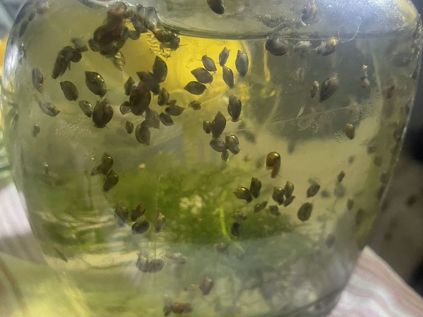 Улитки на корм