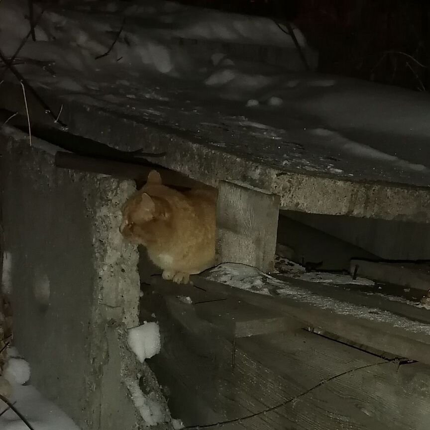 Рыжик замерзает на улице