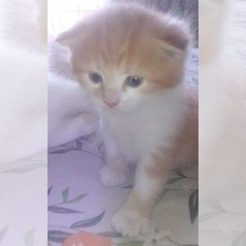 Вислоухие котята