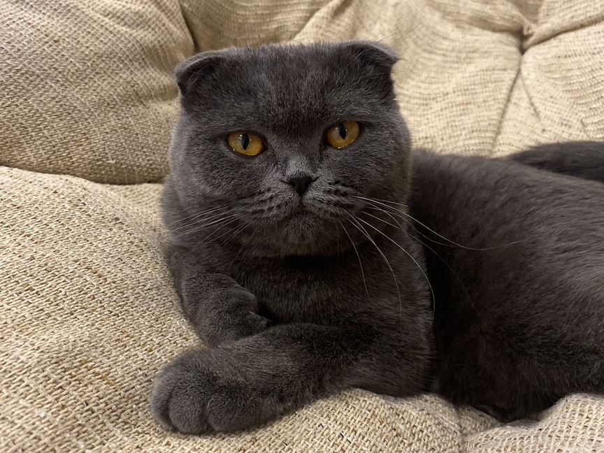 Британские котята