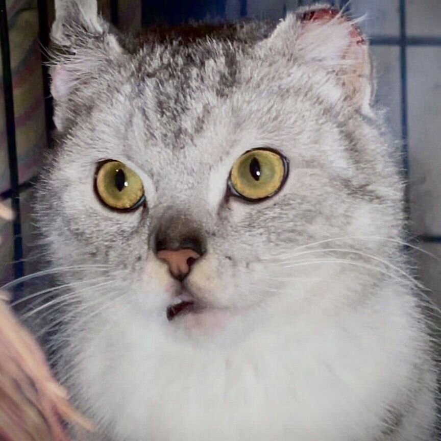 Миниатюрный котик Дюк