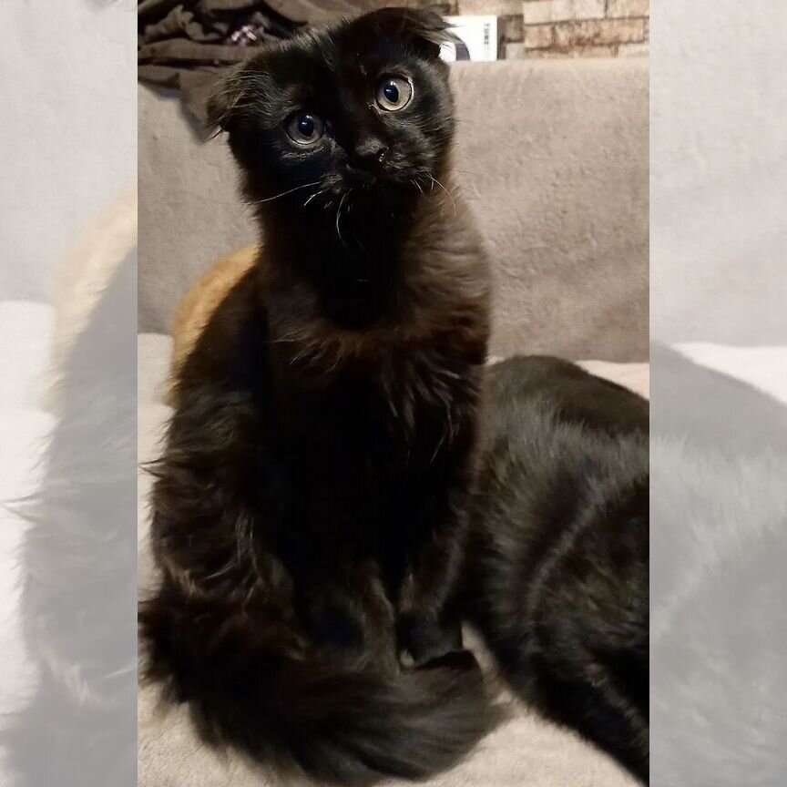Шотландский вислоухий короткошёрстный котёнок