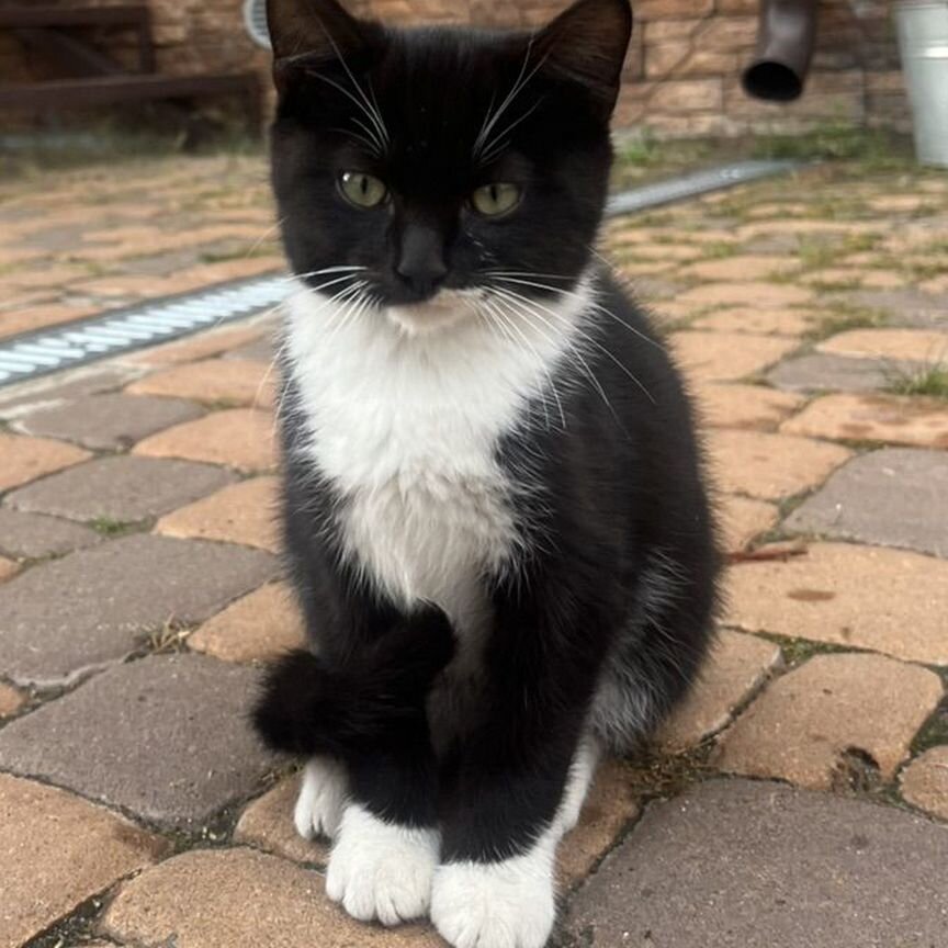 Черный котенок