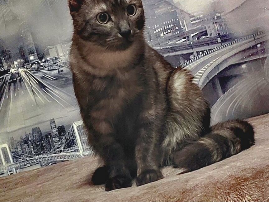 Кот