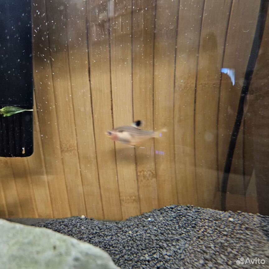 Рыбка и коряга бесплатно