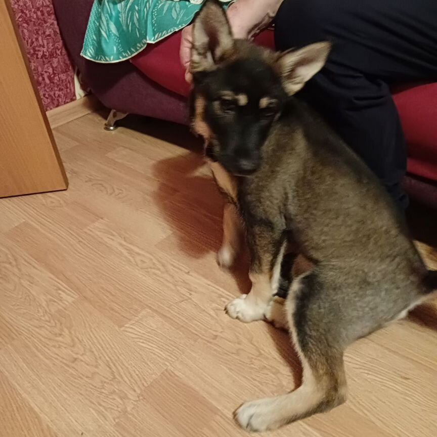 Собака в добрые руки отдам бесплатно